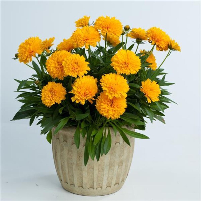Solanna Golden Sphere Coreopsis Seeds – Coreopsis Grandiflora – Golden ...