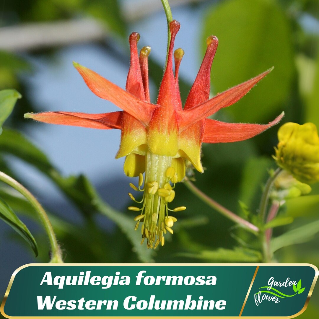 Aquilegia Formosa Western Columbine Seeds - Cold Resistant - Deciduous ...