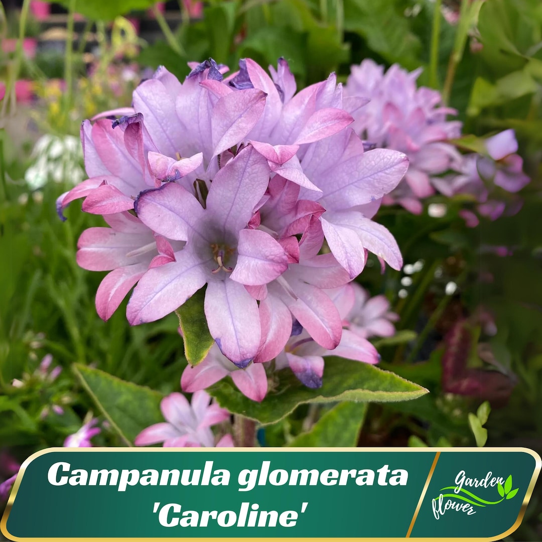 Campanula Glomerata 'caroline' - Perennial - Bellflower – Cold ...