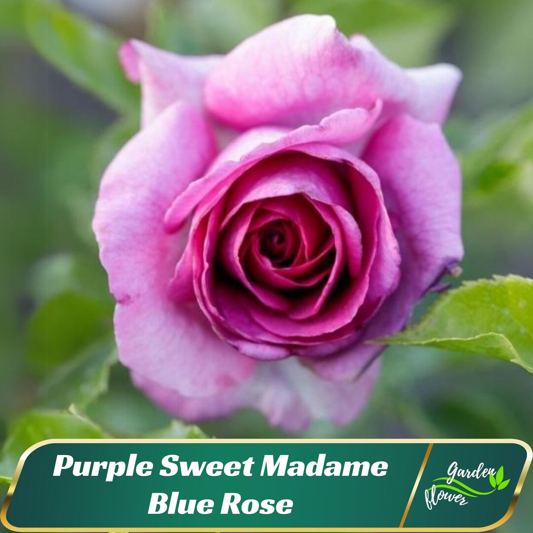 25+ Rare Seeds| Sweet Madame Blue Rose Seeds - Perennial - Authentic ...