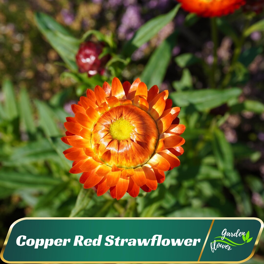 Copper Red Strawflower Seeds - Golden Everlasting - Authentic Seeds ...