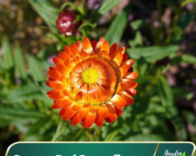 Strawflower Helichrysum - Tall Double Mix, 25 Seeds - Etsy