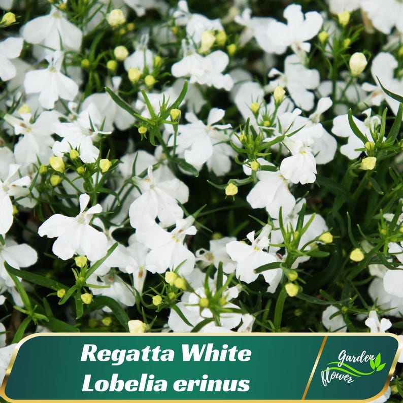 Regatta White Lobelia Erinus Seeds- Flowering-fast Growing- Open ...