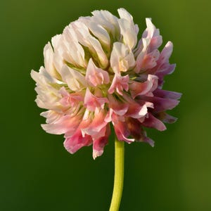 Pink Clover Seeds - Perennial - Authentic Seeds - Air Purifying ...
