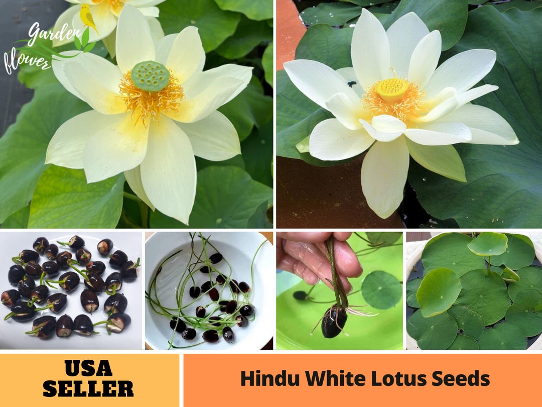5 Hindu White Lotus Seeds Indian Lotus nelumbo Nucifera Seeds Flower ...