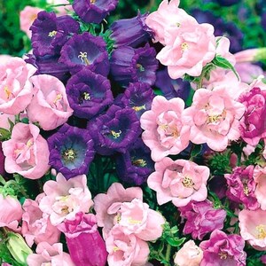 Campanula Medium 'double Mix' (cup & Saucer) - Perennial - Bellflower ...
