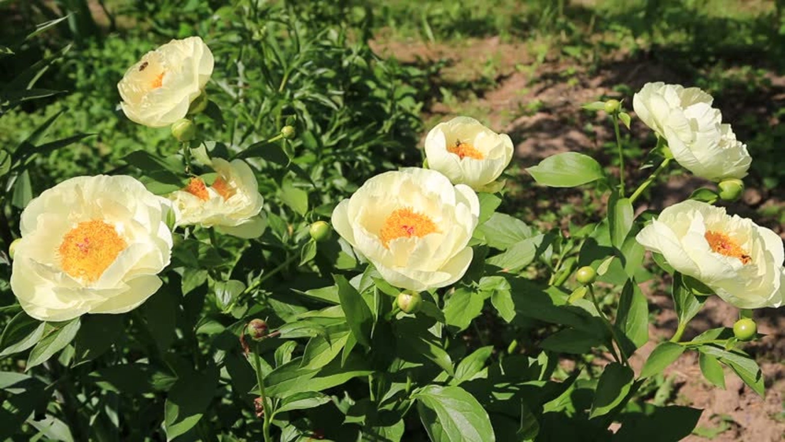 10 Rare Seeds Lemon Chiffon Peony Seeds B034 seeds Fruit - Etsy