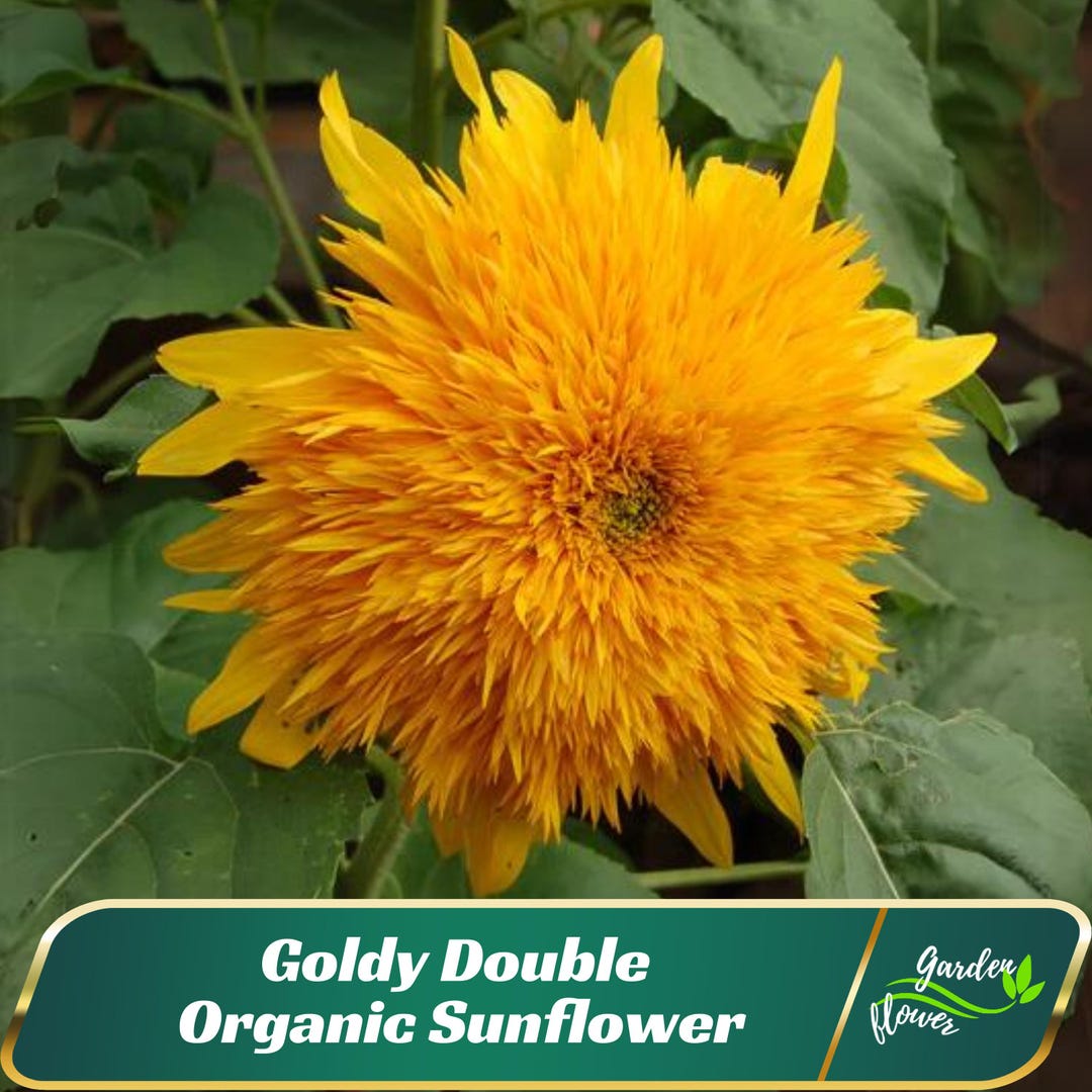 25 Seeds Yellow Goldy Double Sunflower Seeds Annual Authentic Seeds ...