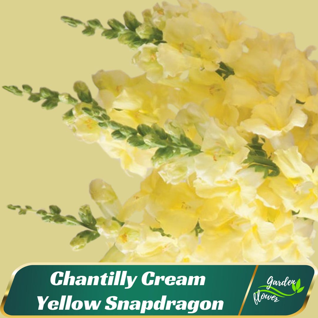 Chantilly Cream Yellow Snapdragon Seeds – Soft Ruffled Blooms ...