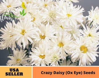 Gerbera Daisy Mega Revolution Flower Seed Mixture 20 Seeds - Etsy