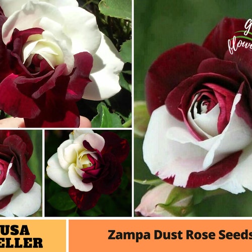 RARE no Plant Red Blood ROSE Flower Tree Bush 3 10 20 or 30 - Etsy