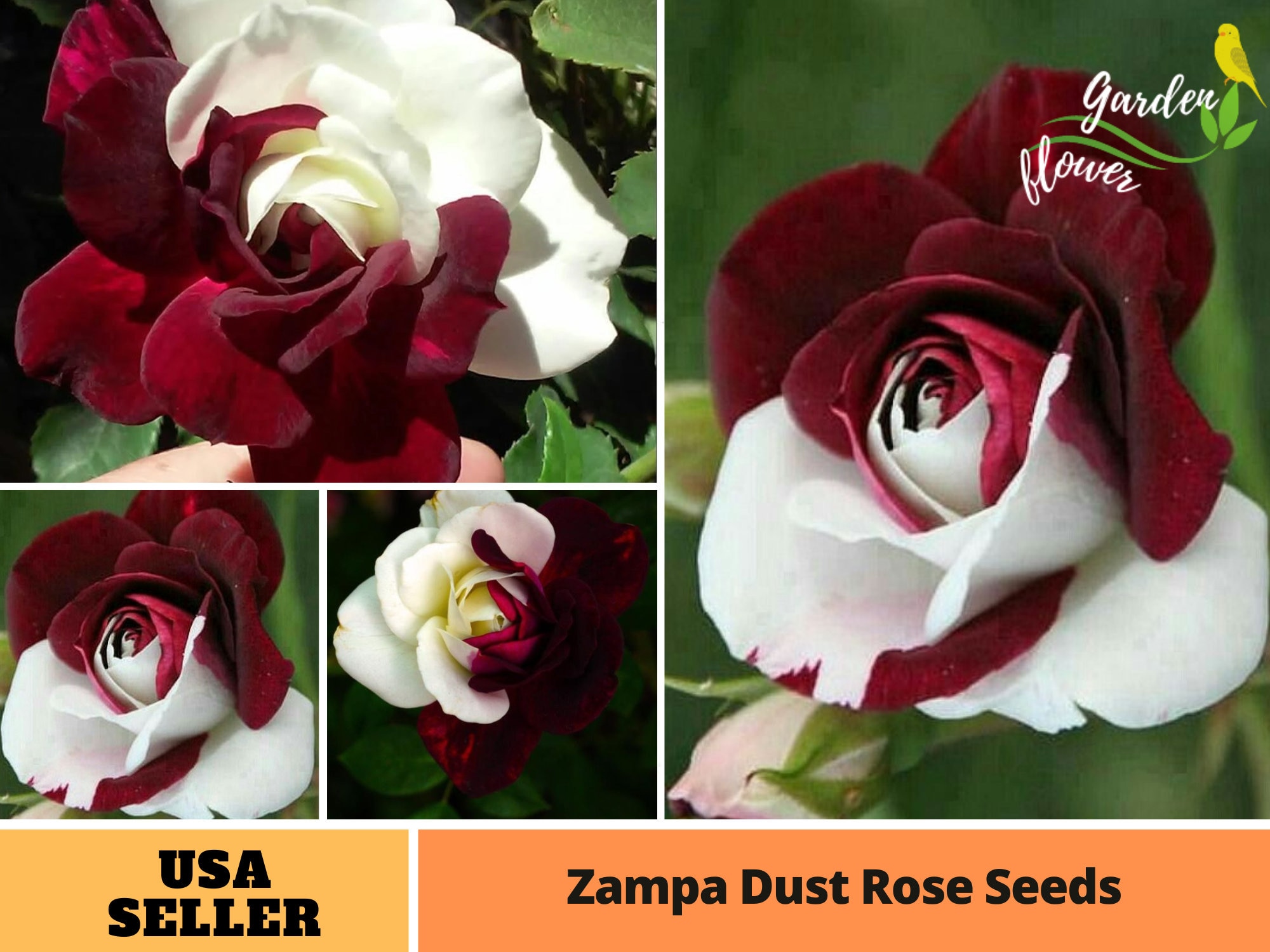 25 Rare Seed Zampa Dust Rose Seeds Perennial authentic - Etsy