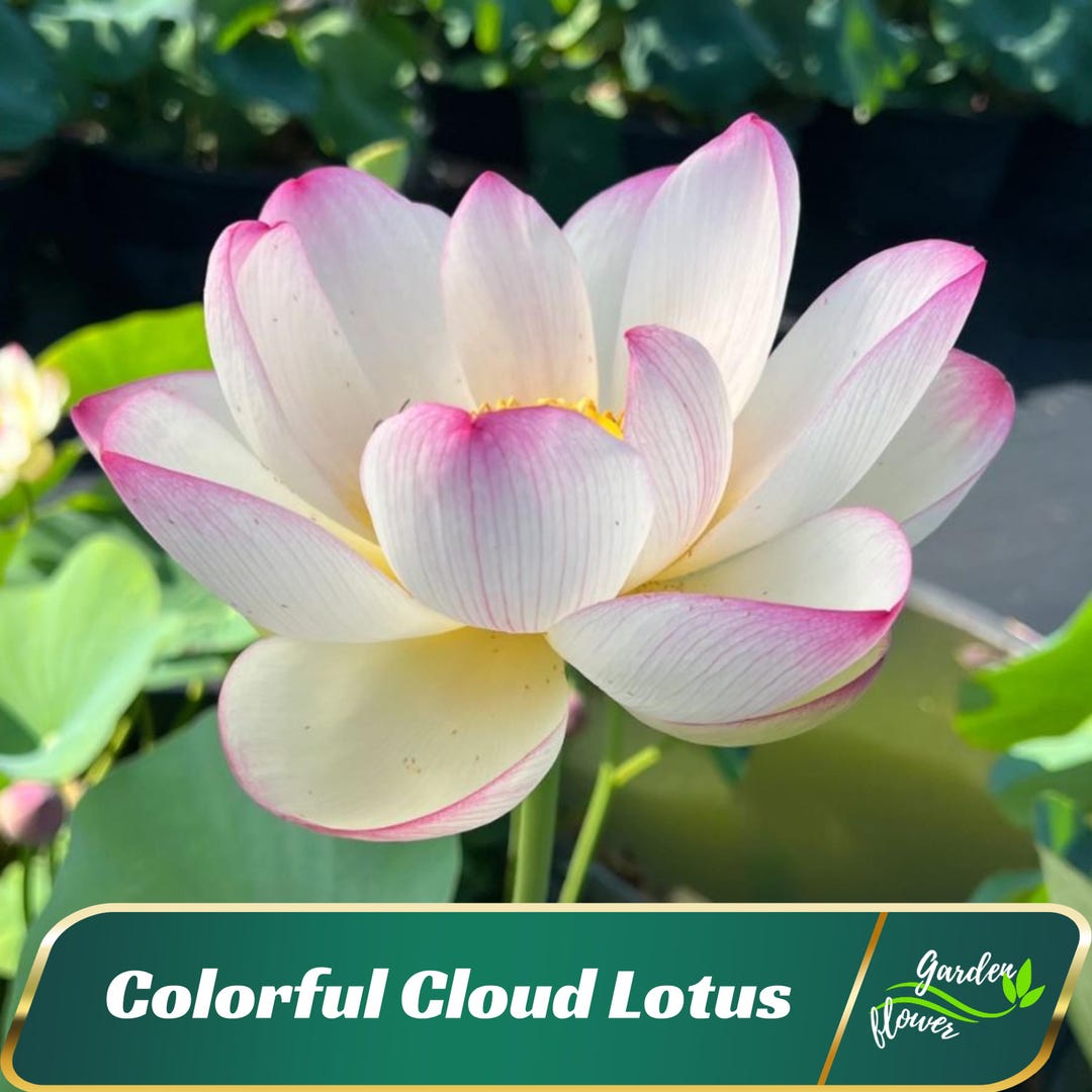5 Colorful Cloud Lotus Seeds - Indian Lotus (nelumbo Nucifera ...