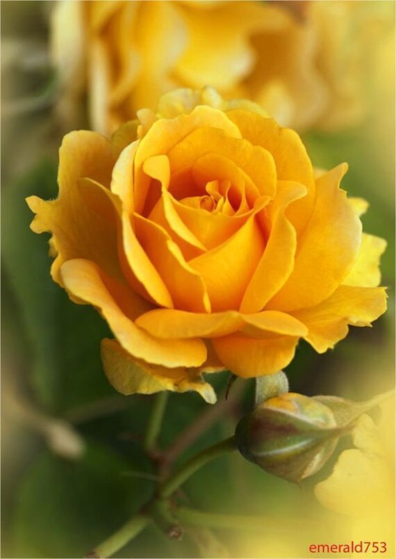 25 Yellow The Pilgrim Rose Bush Flower Seeds #A120 Rare Seeds BUY 3 GET ...