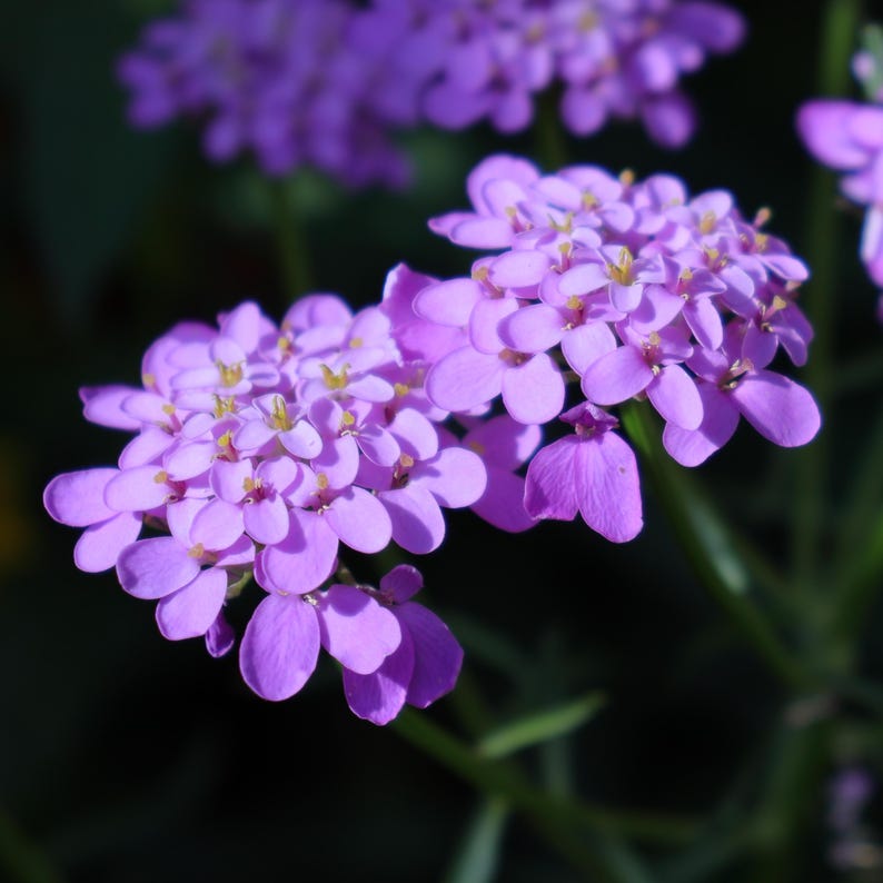 Lavender Candytuft Seeds – Iberis Sempervirens Pastel Lavender ...