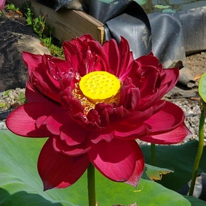 5+ Rare Seeds| Black Red Lotus (mo Hong Lotus) Seeds - Indian Lotus ...