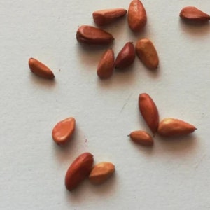 30 Rare Seeds Black Heart White Rose Seeds Perennial Authentic Seeds ...