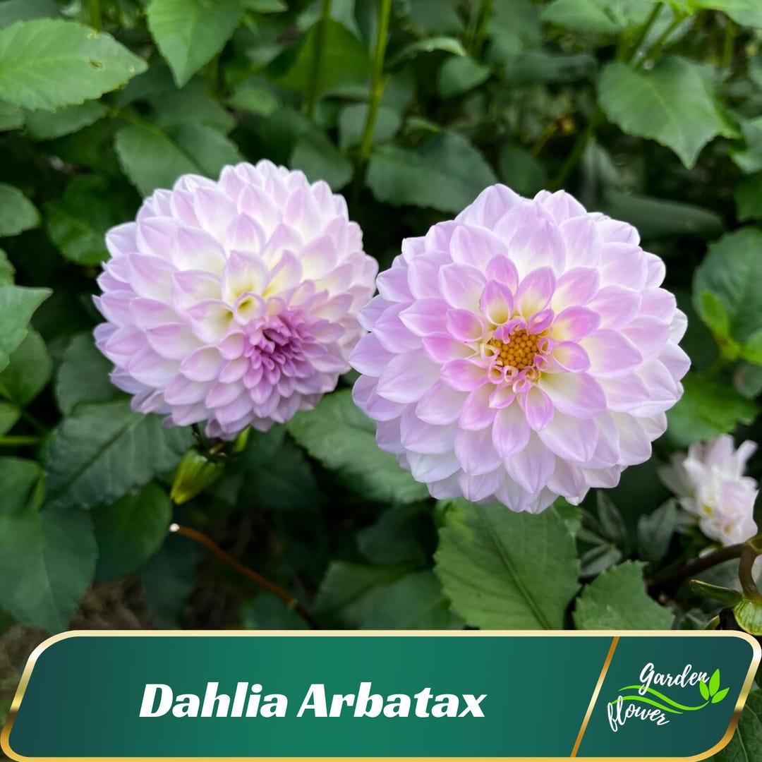 Arbatax Dahlia Perennial Seeds - Pollinator Friendly- Open Pollinated ...