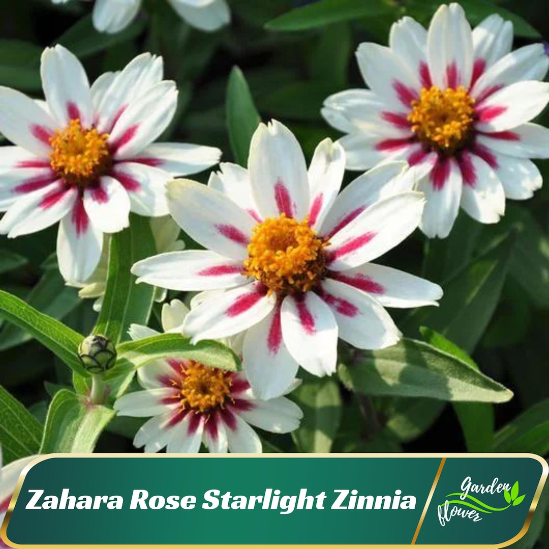 Zinnia Marylandica Zahara Rose Starlight - Authentic Seeds ~ GMO Free ~ Seeds~flower Seeds~herbs ...