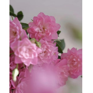 30 Rare Seeds Lotus Star Rose Seeds-perennial authentic Seeds-flowers ...