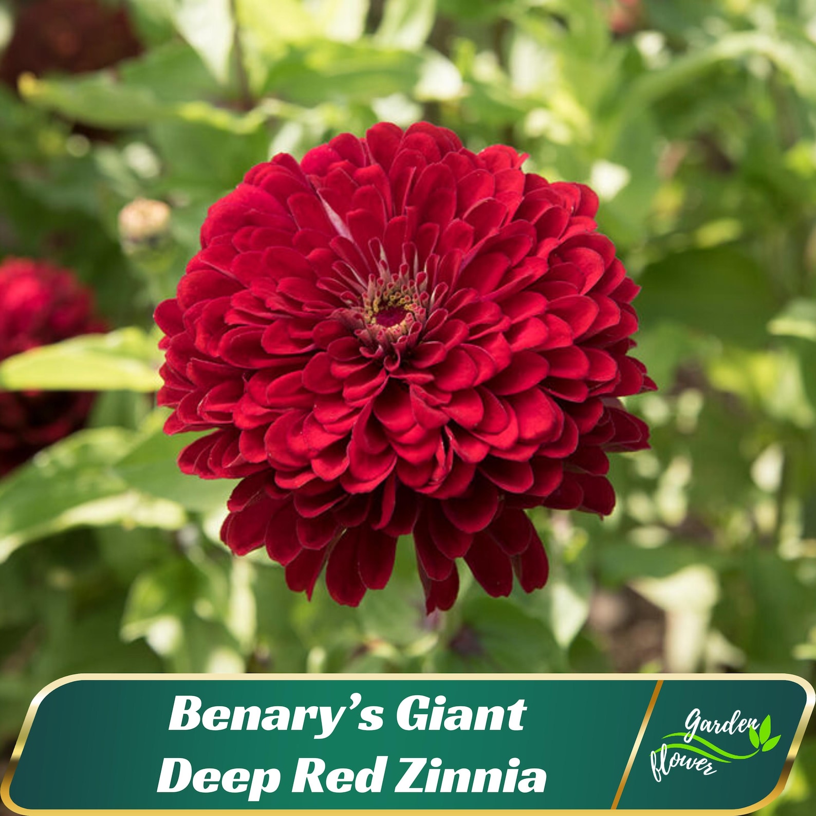 Zinnia ‘benary’s Giant Deep Red’ - Zinnia Elegans - Authentic Seeds ...