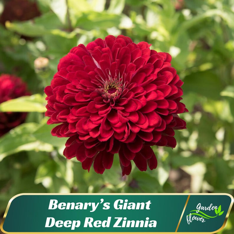 Zinnia ‘benary’s Giant Deep Red’ - Zinnia Elegans - Authentic Seeds ...