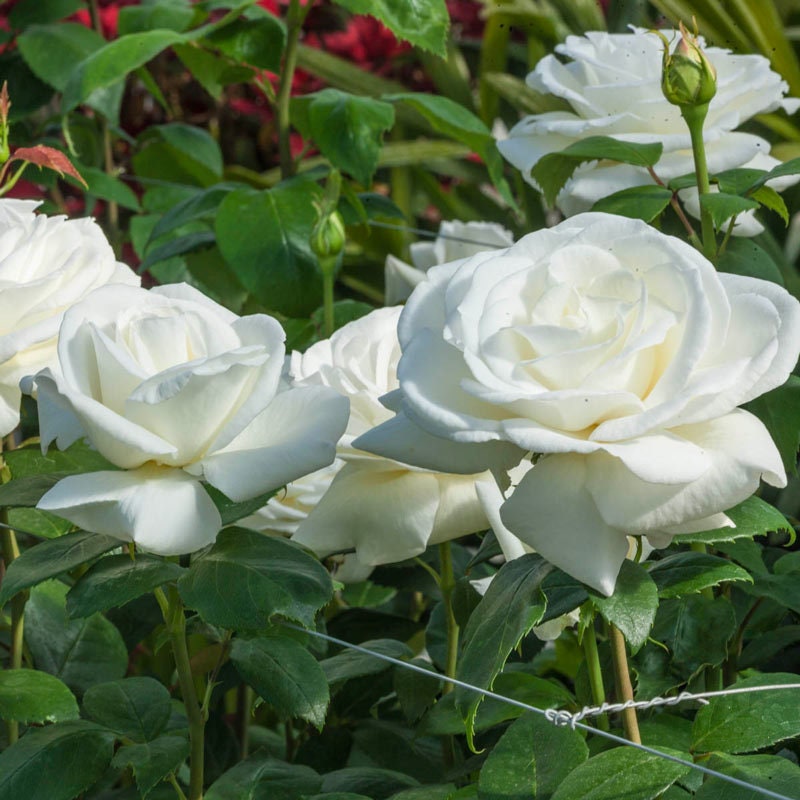 25 Rare Seeds Sugar Moon Rose Seeds Perennial authentic - Etsy