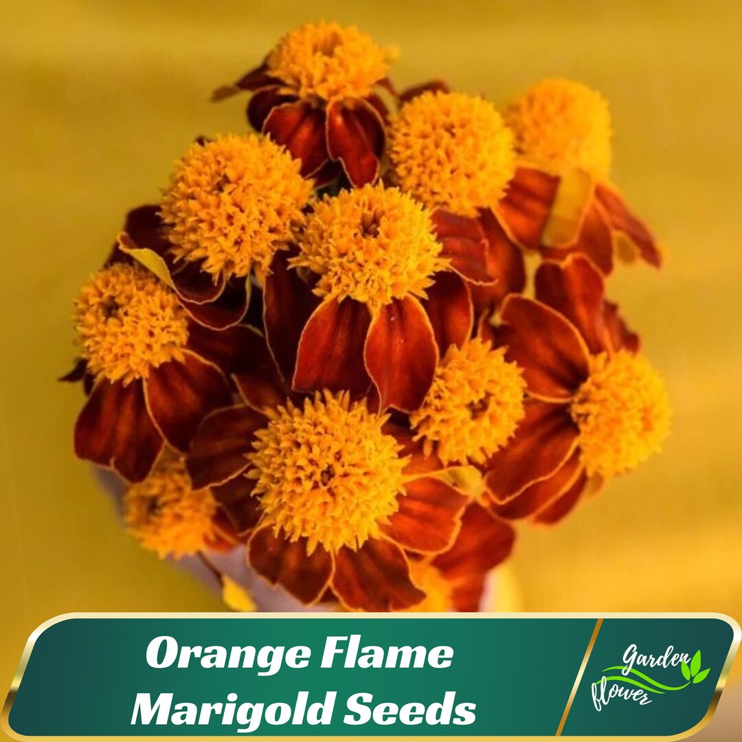 Orange Flame Marigold Seeds - Edible -open-pollinating -potted -draft ...