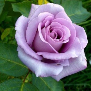 30+ Rare Seed| Light Purple Rose Seeds - Perennial - Authentic Seeds ...
