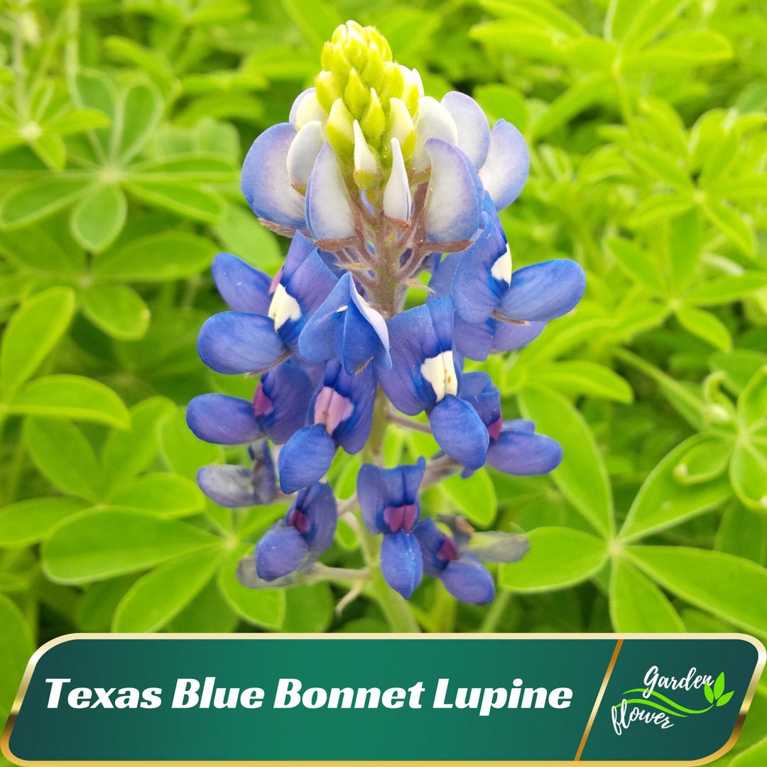 Lupine Seeds - Texas Blue Bonnet - Authentic Seeds ~ GMO Free ~ Seeds ...
