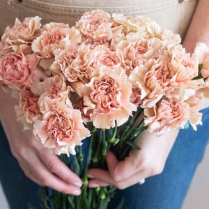 Peach Carnations - Dianthus - Authentic Seeds - Cold Resistant ...