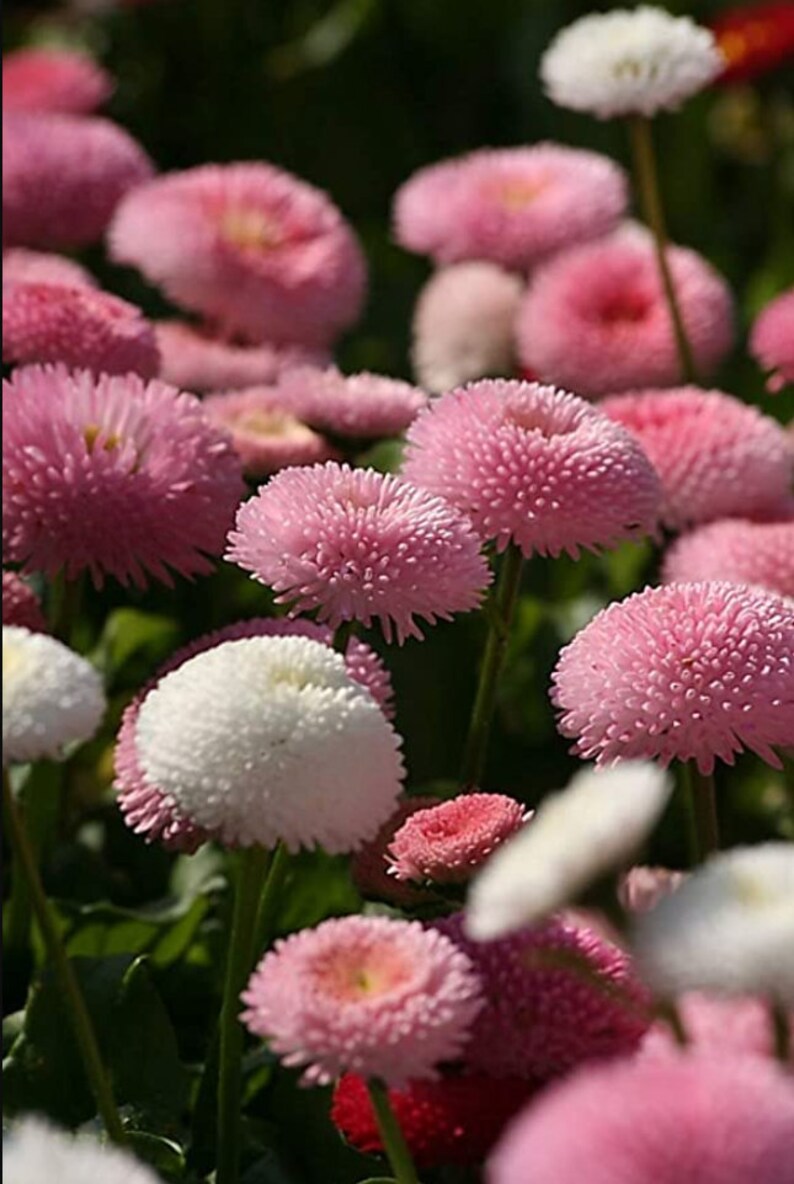 English Daisy Double Flower Mix Seeds - Authentic Seeds - Cold ...