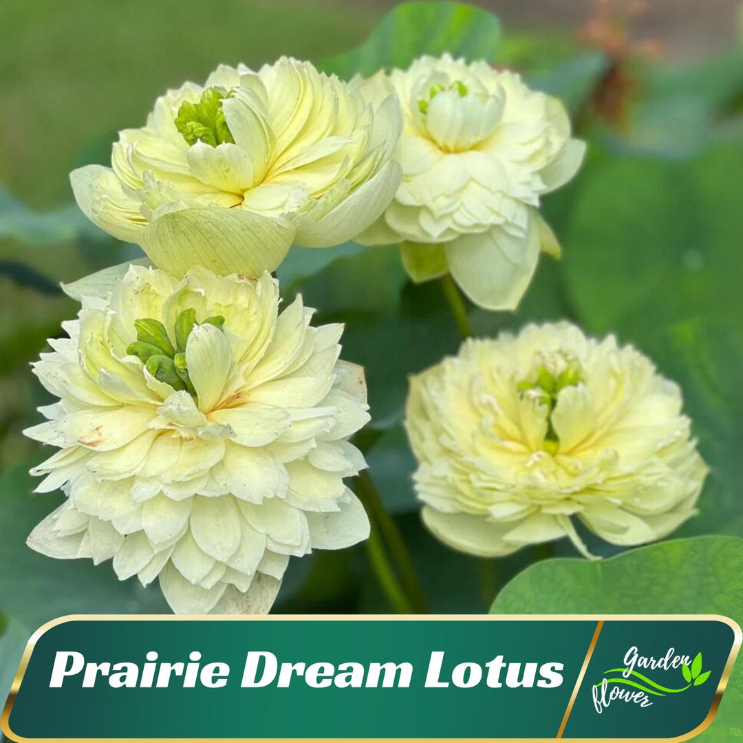 5 Prairie Dream Lotus Seeds - Indian Lotus (nelumbo Nucifera ...