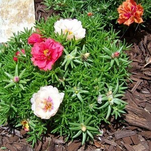 Portulaca 'margarita Mix' - Authentic Seeds ~ GMO Free ~ Seeds~flower ...