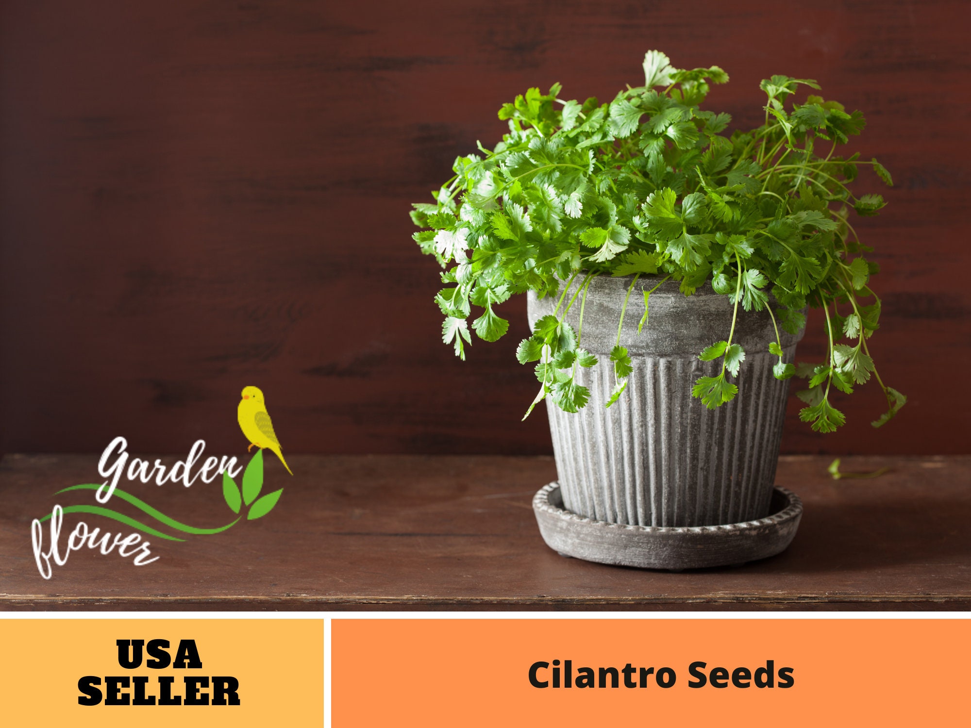 110 Seeds Cilantro Seeds perennial authentic Seeds-flowers - Etsy