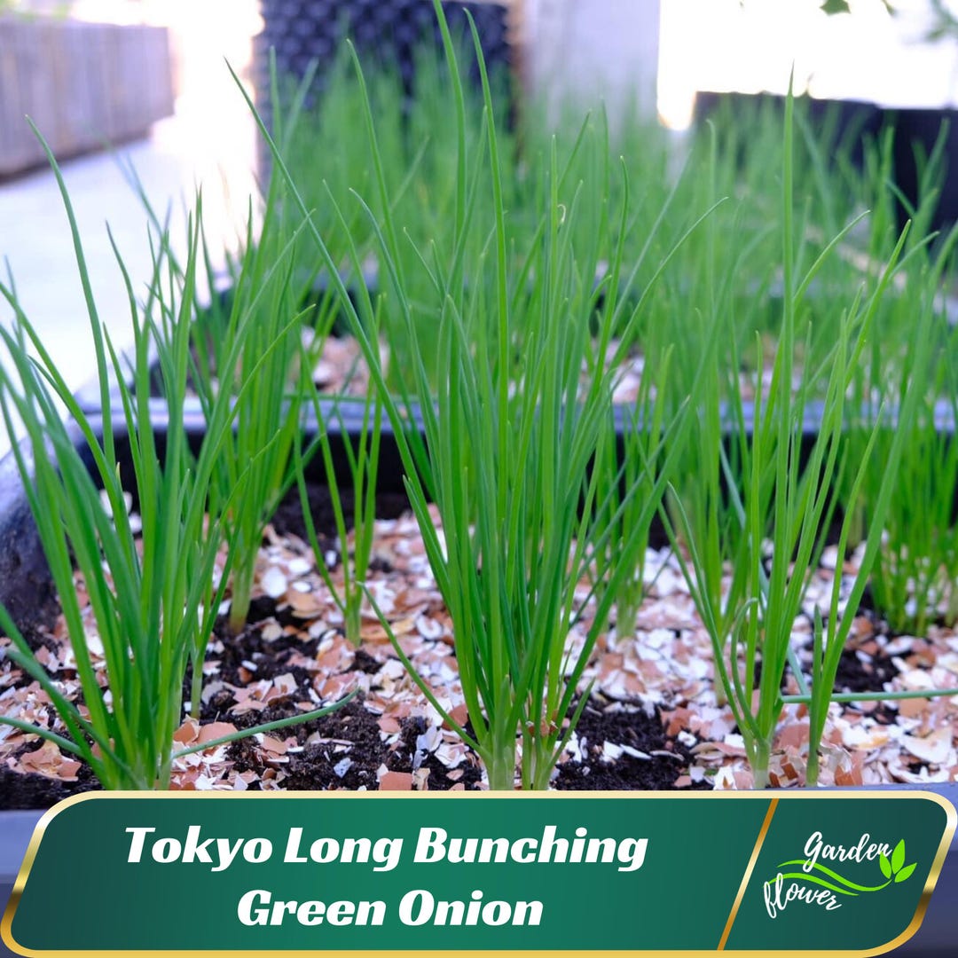 Tokyo Long Bunching Green Onion Seeds - Perennial - Edible - Organic ...