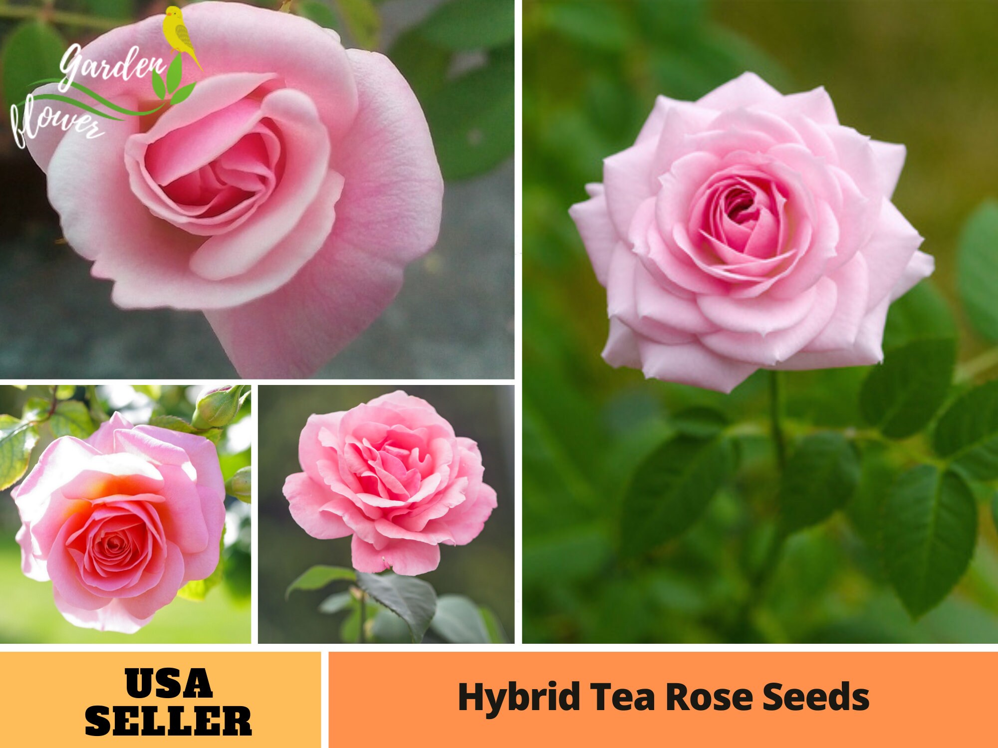 25 Rare Seeds Pink Hybrid Tea Rose Seeds Perennial - Etsy