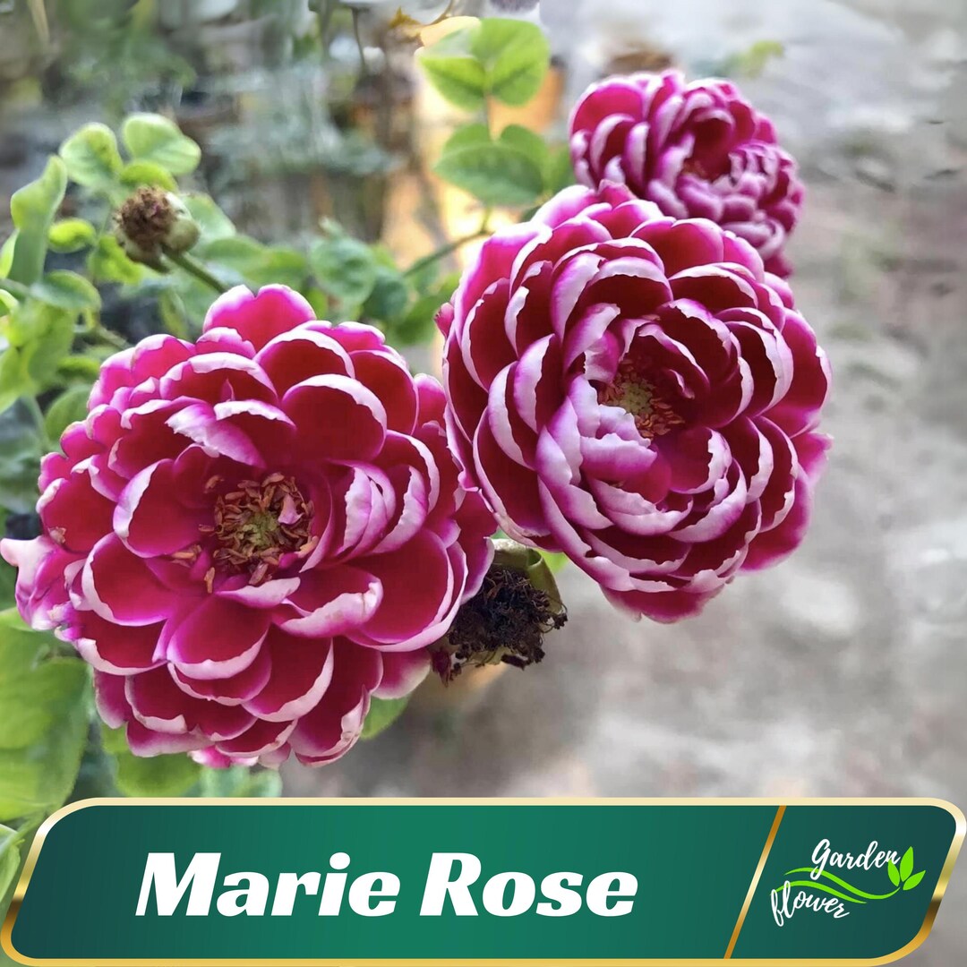 30+ Rare Seeds| Marie Rose Seeds- Perennial - Authentic Seeds - Late ...