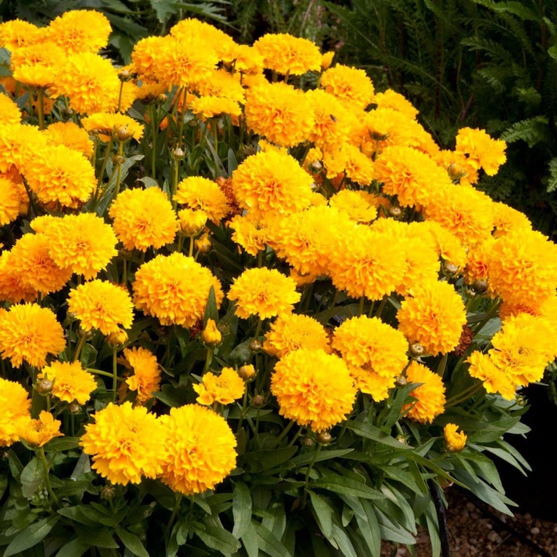 Solanna Golden Sphere Coreopsis Seeds – Coreopsis Grandiflora – Golden ...