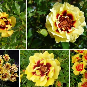 25 Rare Seeds Sunset Babylon Rose Seeds Perennial Authentic Rose Flower ...