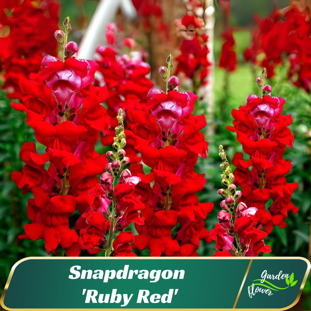 Snapdragon 'ruby Red' Seeds – Deep Crimson Heirloom Blooms – Friendly ...