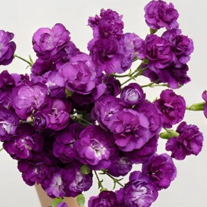 Moonberry Light Purple Mini Carnation - Authentic Seeds - Cold ...