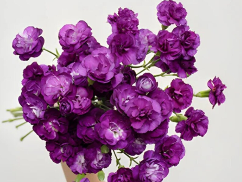 Moonberry Light Purple Mini Carnation - Authentic Seeds - Cold ...