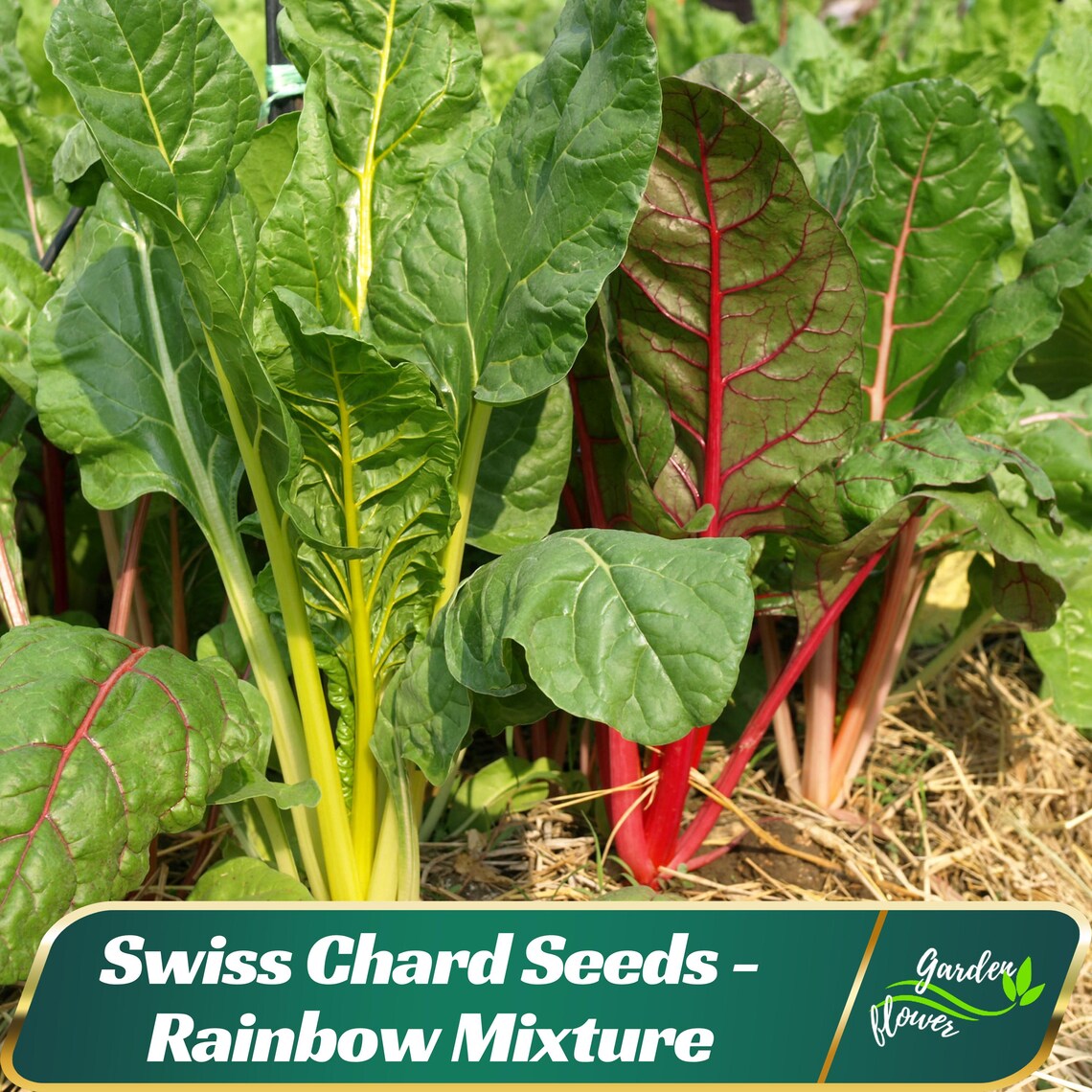 Rainbow Mixture Seeds – Colorful Annual Blooms for Garden Beds ...