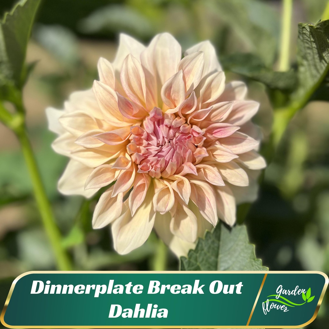 Dinnerplate Break Out Dahlia Mix Seeds - Perennial - Flowering - Fast ...
