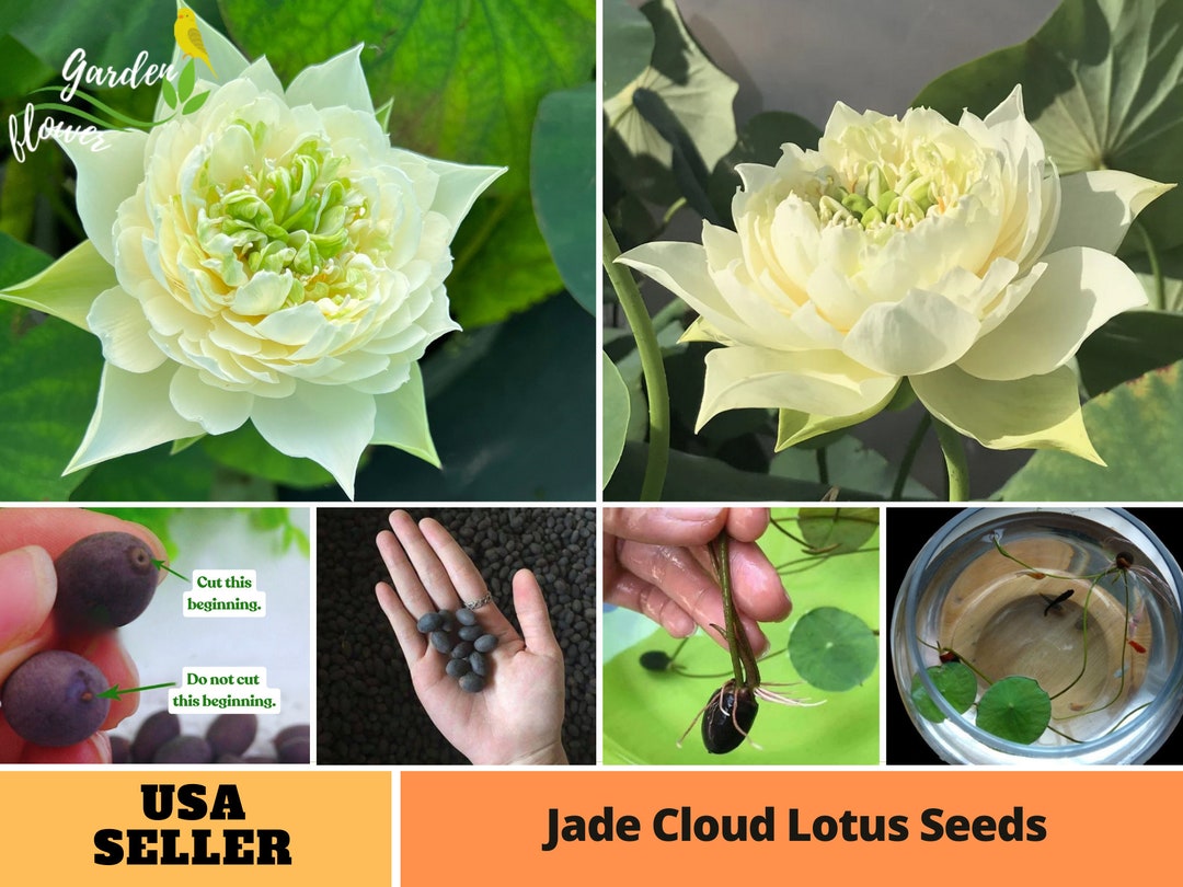 5 Rare Seeds Jade Cloud Lotus Seeds Indian Lotus nelumbo Nucifera Seeds Flower Seeds B3G1 Q061 ...