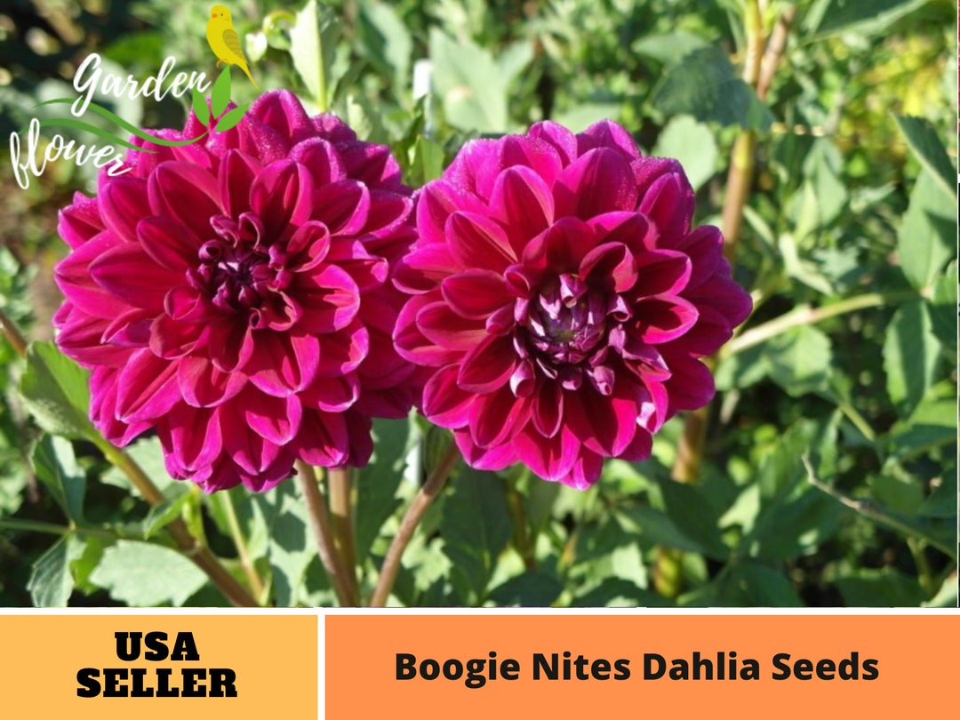 Pink Boogie Nites Dahlia Perennial Flower Seeds authentic Seeds-flowers ...