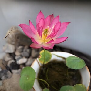 5+ Rare Seeds| Pink Lotus - Micro/ Tea Cup Lotus Seeds - Indian Lotus ...