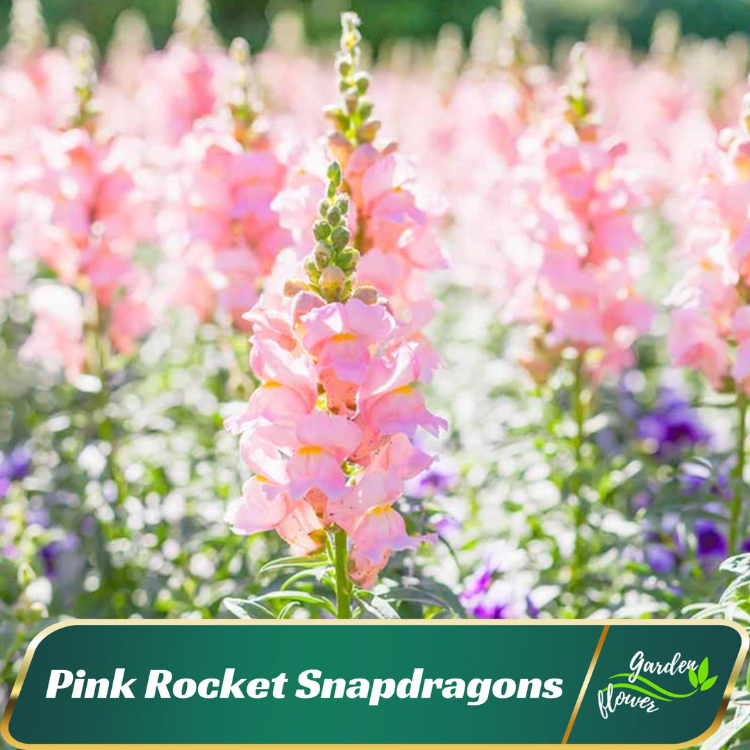 Pink Rocket Snapdragons Seeds – Easy to Grow, Cottage Garden Favorite ...