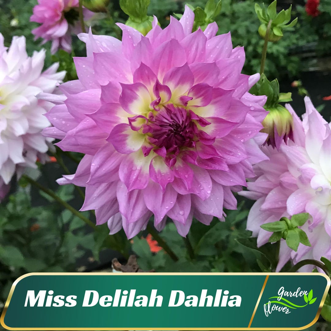 Pinkmiss Delilah Dahlia Flower Seeds - Perennial - Flowering - Fast ...